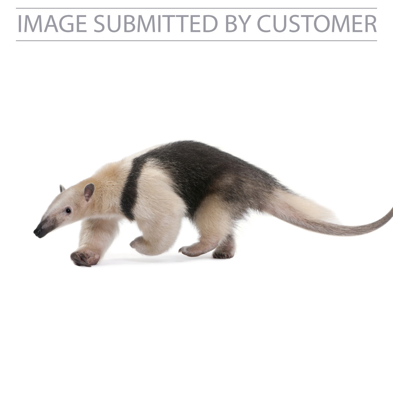 Antbear Custom Pinata – Pinatas.com